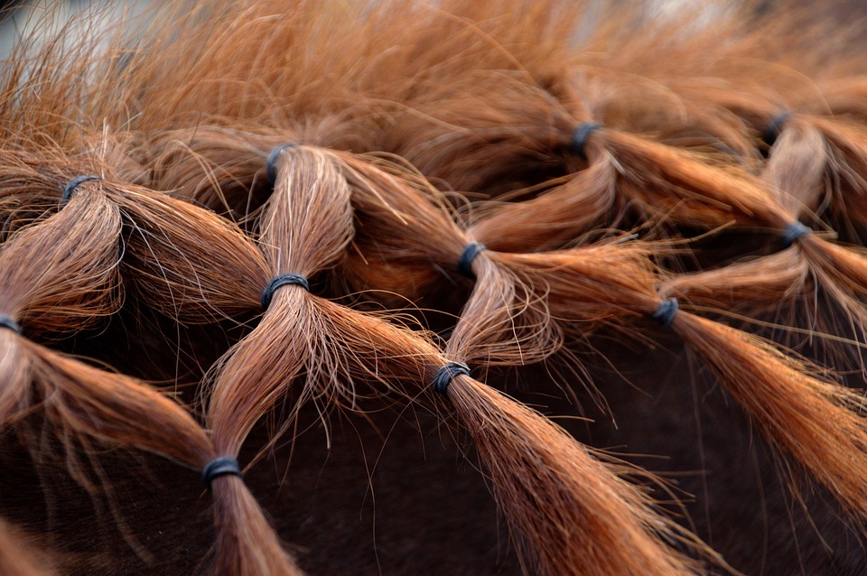Horse Mane Animals - Free photo on Pixabay