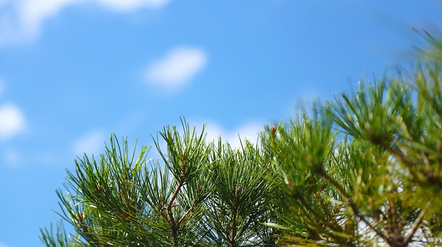 Pinho Natureza Árvore - Foto gratuita no Pixabay - Pixabay