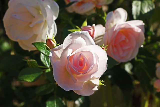 Rose Asperin Tender Soft - Free photo on Pixabay
