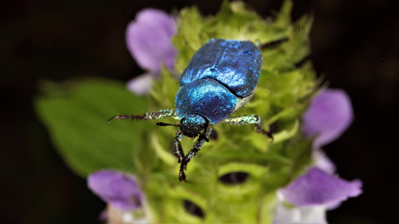 Hoplia Coerulea Beetle - Free photo on Pixabay - Pixabay