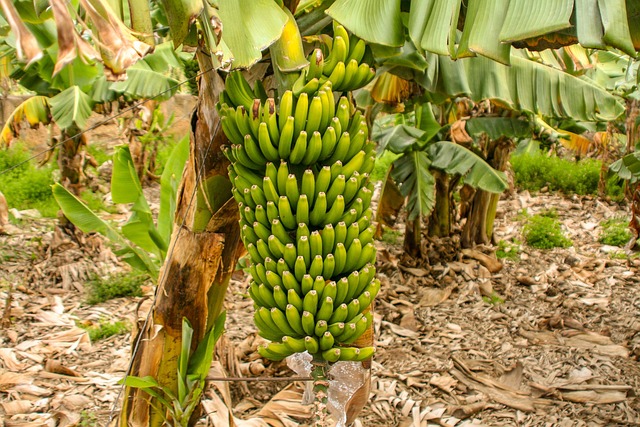 Plátano Fruta Comida - Foto gratis en Pixabay - Pixabay