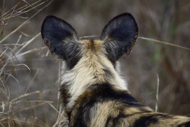 Wild Dog Nature Predator - Free photo on Pixabay - Pixabay