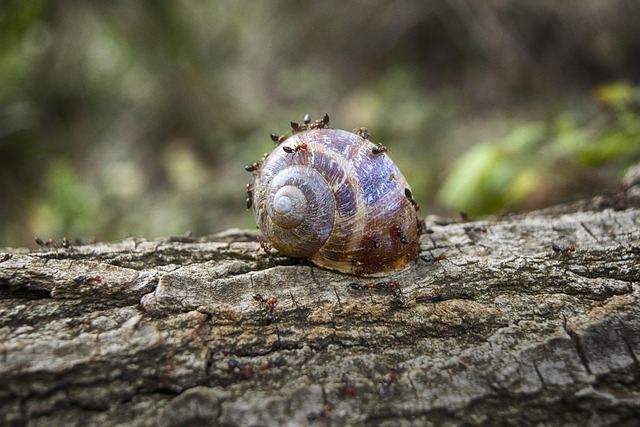 Snail Trunk Ants - Free photo on Pixabay