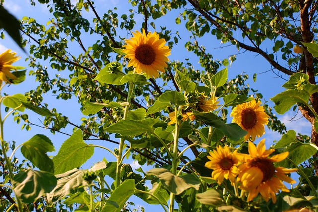 Solrosor Gula Blommor Solig Blå - Gratis foto på Pixabay - Pixabay