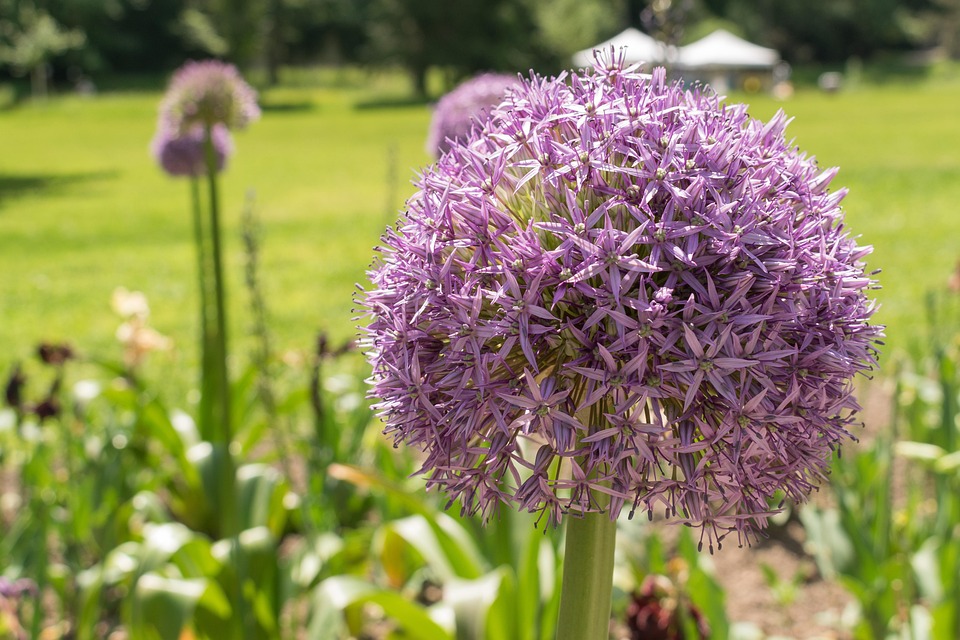 Plante Jardin De L'État Voir La - Photo gratuite sur Pixabay