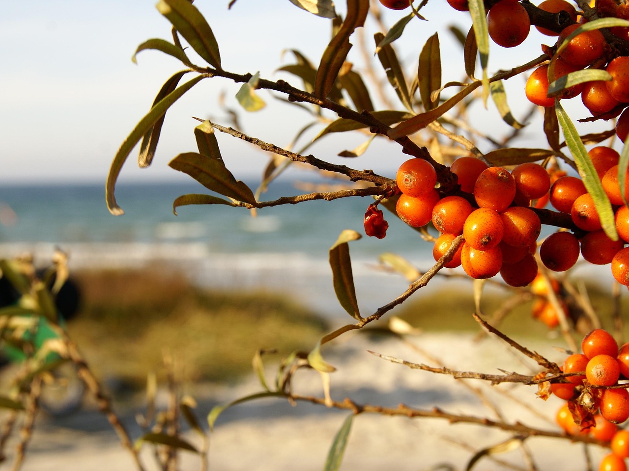 Sea Buckthorn In The - Free photo on Pixabay - Pixabay