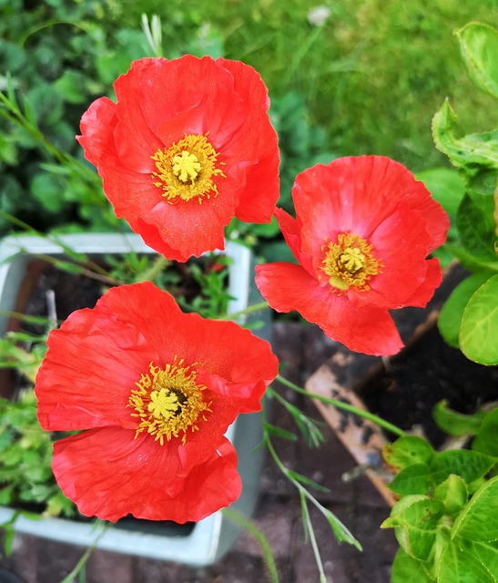 Opium Bunga Poppy Merah - Foto gratis di Pixabay - Pixabay