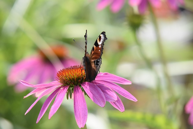 Více než 30 000 obrázků na téma Motyl a Motýl zdarma - Pixabay
