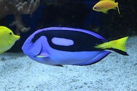 Weißkehl Doctor Fish Surgeonfish - Free photo on Pixabay