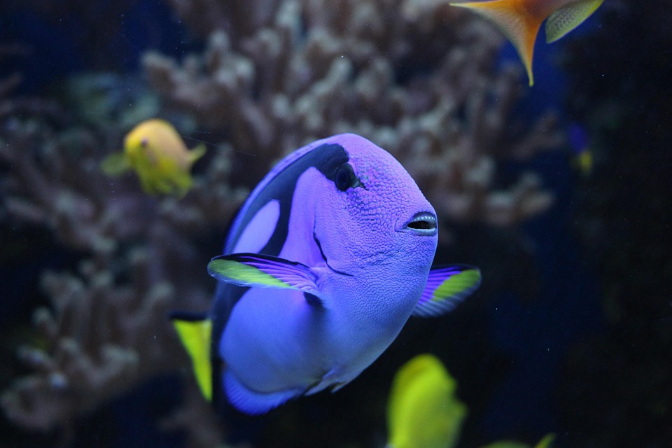 Pallet Doctor Fish Surgeonfish - Free photo on Pixabay