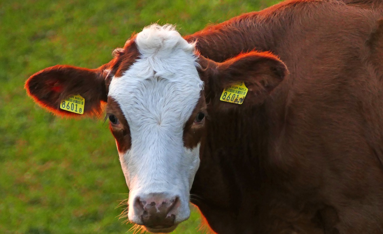Agriculture La Nature Du Boeuf - Photo gratuite sur Pixabay - Pixabay