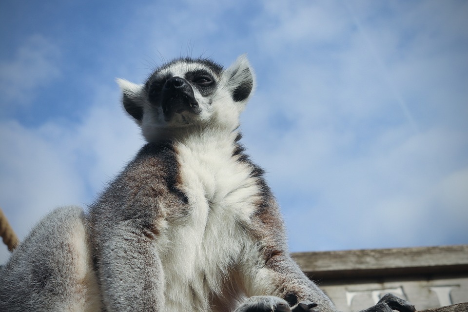 Lemur Heaven Ape - Free photo on Pixabay - Pixabay