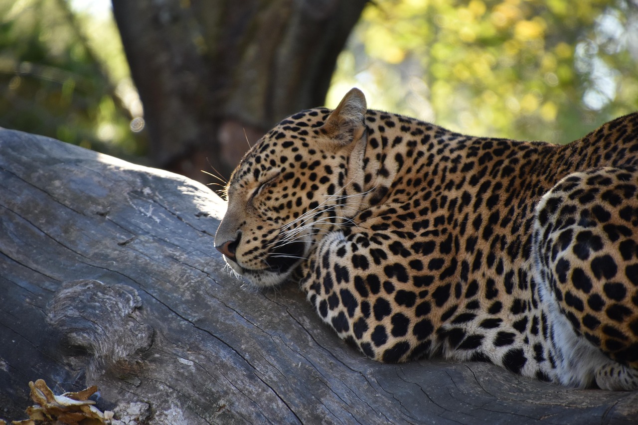 Leopardo Naturaleza Primer Plano - Foto gratis en Pixabay - Pixabay
