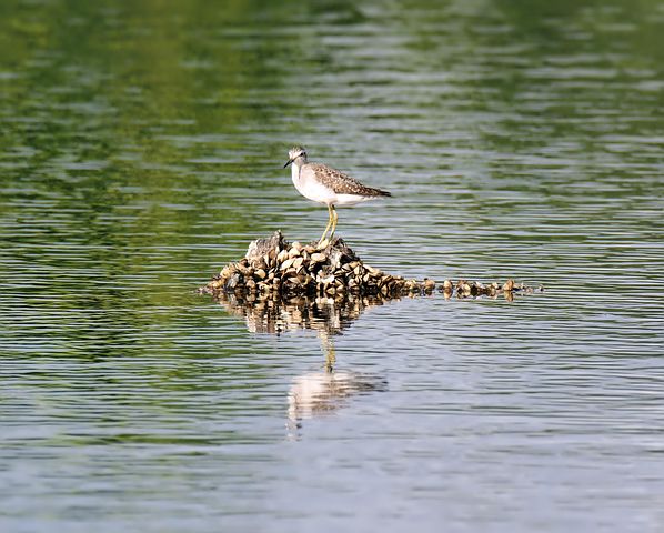 20+ Free Sand Pipers & Piper Images - Pixabay