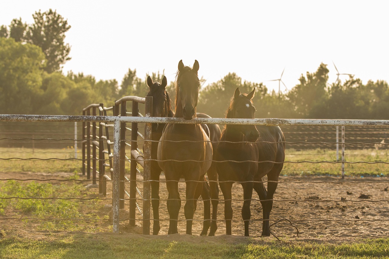 Horses Fence Country - Free photo on Pixabay - Pixabay