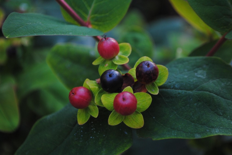Beeren Rot Schwarz - Kostenloses Foto auf Pixabay - Pixabay