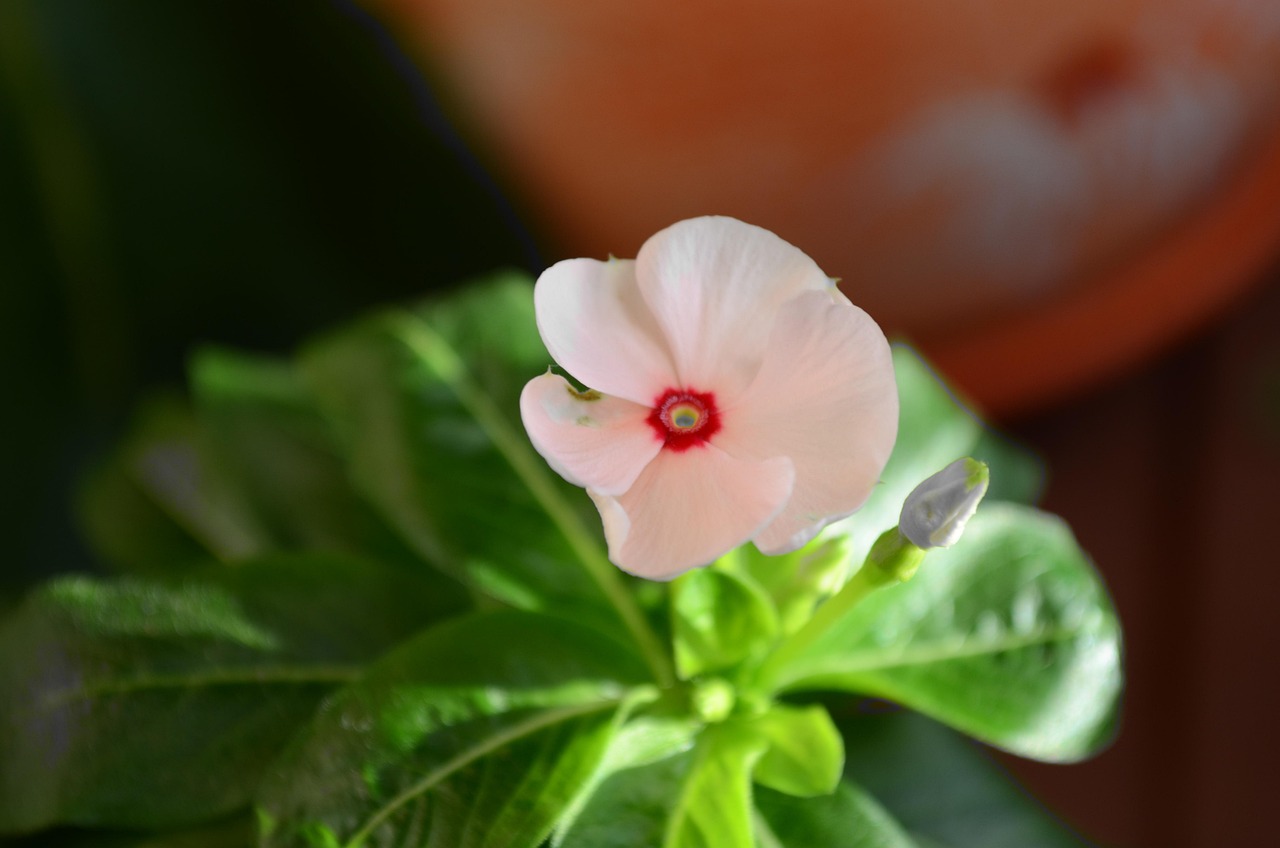 Fiore Bellissimo Colorato - Foto gratis su Pixabay - Pixabay
