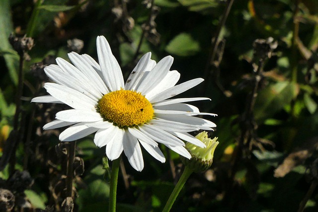 Flor Margarida Natureza - Foto gratuita no Pixabay - Pixabay