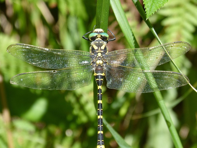 Dragonfly Tiger - Free photo on Pixabay - Pixabay