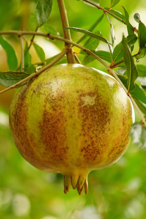 Granada Fruta Vitaminas - Foto gratis en Pixabay - Pixabay