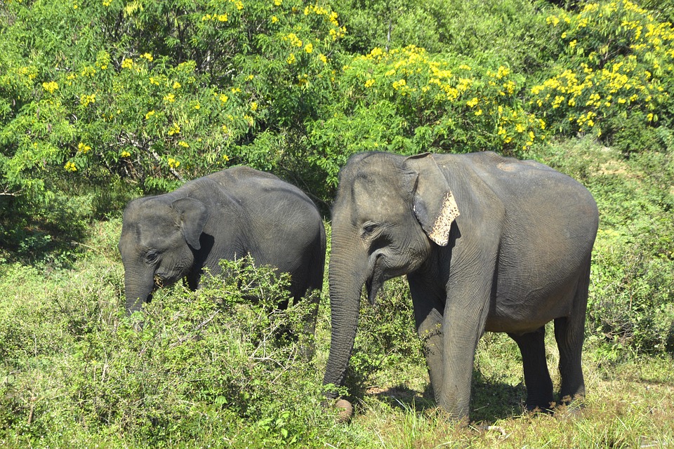 Elephants Elephant Nature - Free photo on Pixabay - Pixabay