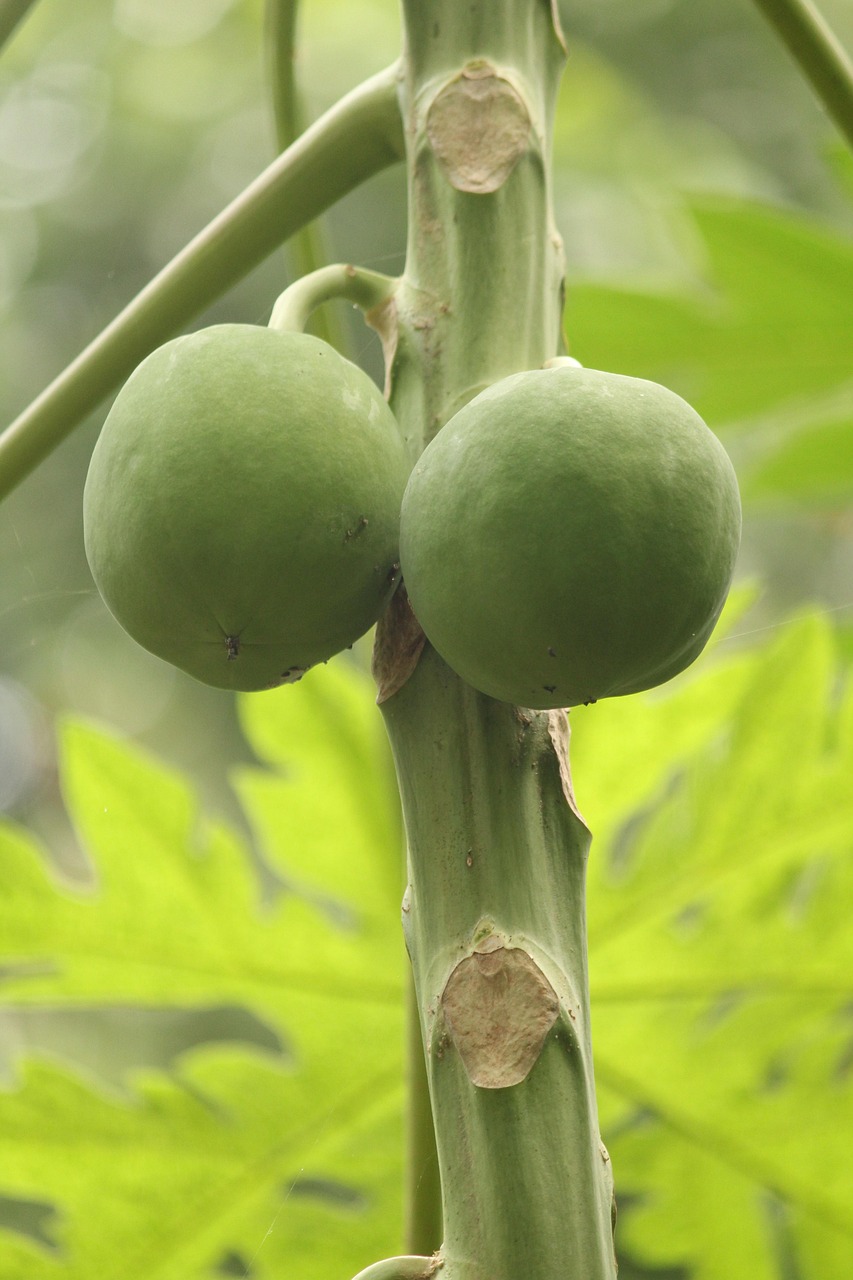 Papaya Fruits Fruit - Free photo on Pixabay - Pixabay