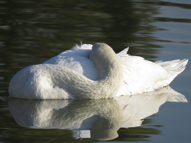 Schwan Weiß Wasser - Kostenloses Foto auf Pixabay - Pixabay