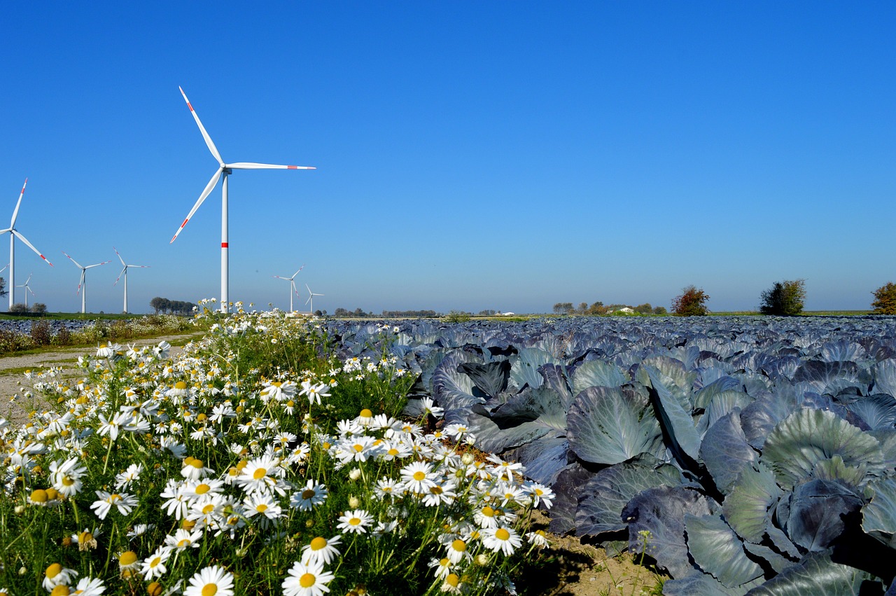 North German Landscape Red Cabbage - Free photo on Pixabay