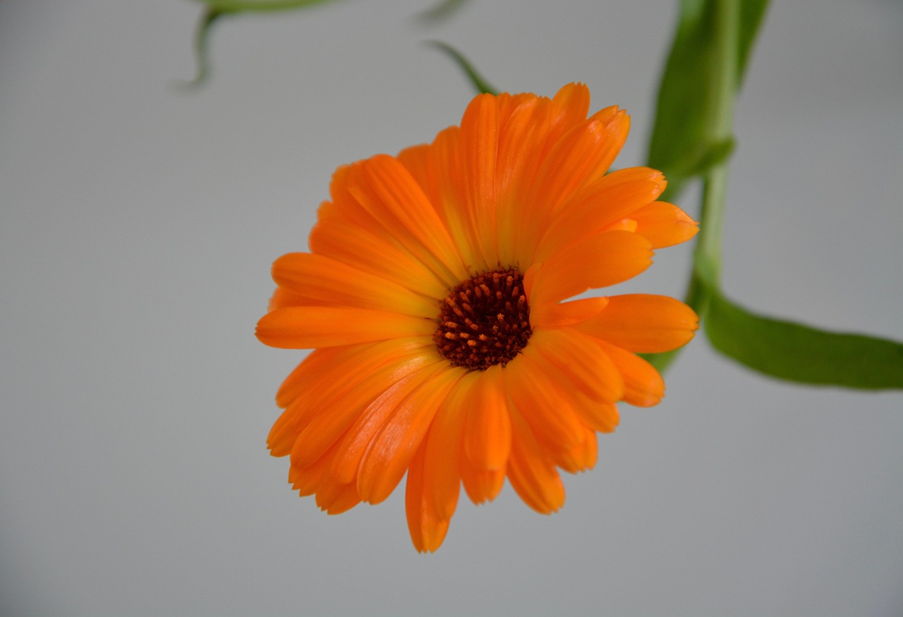 Flower Plant Nature - Free photo on Pixabay