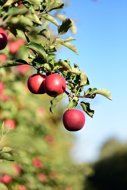 Sad Nature Apples - Free photo on Pixabay