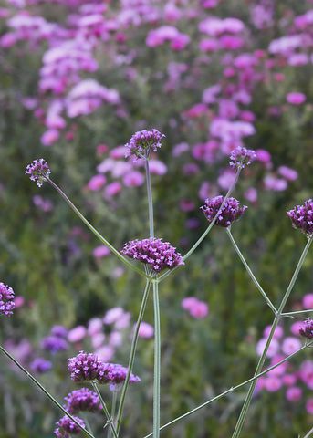 200+ Free Verveine & Verbena Images - Pixabay
