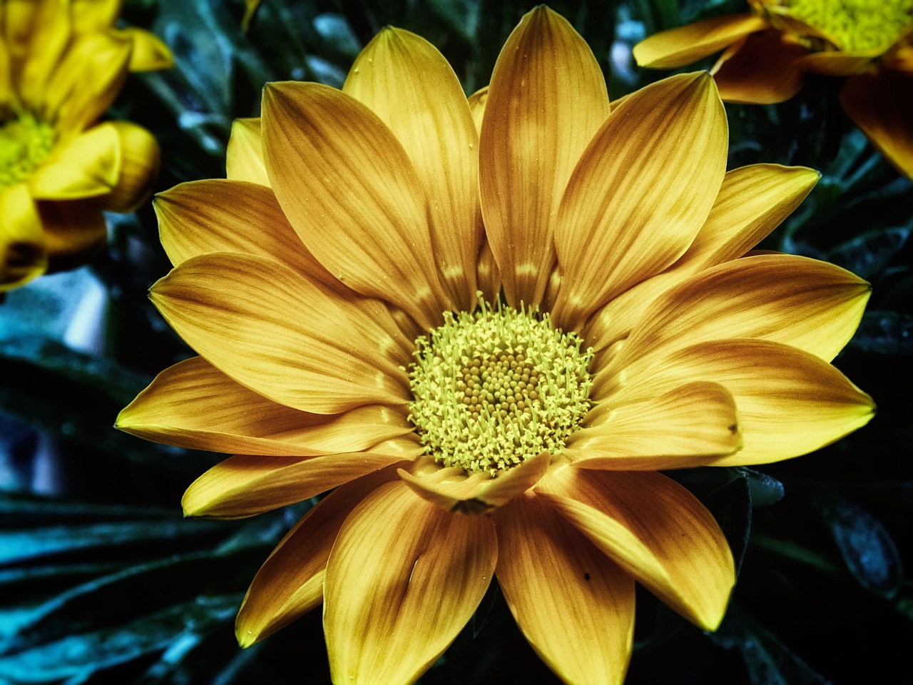 Fleur La Nature Plante - Photo gratuite sur Pixabay - Pixabay