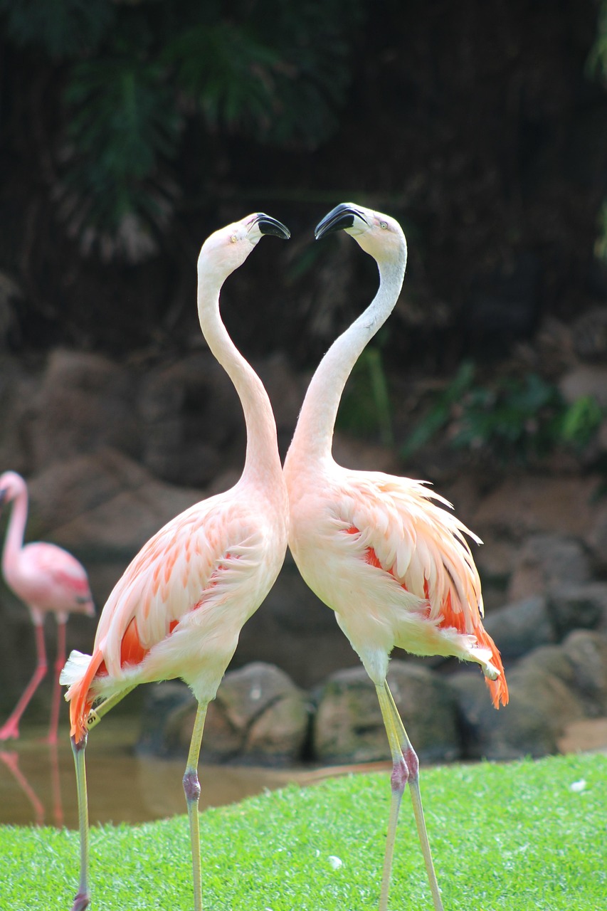 Flamingo Animal Zoo - Free photo on Pixabay - Pixabay
