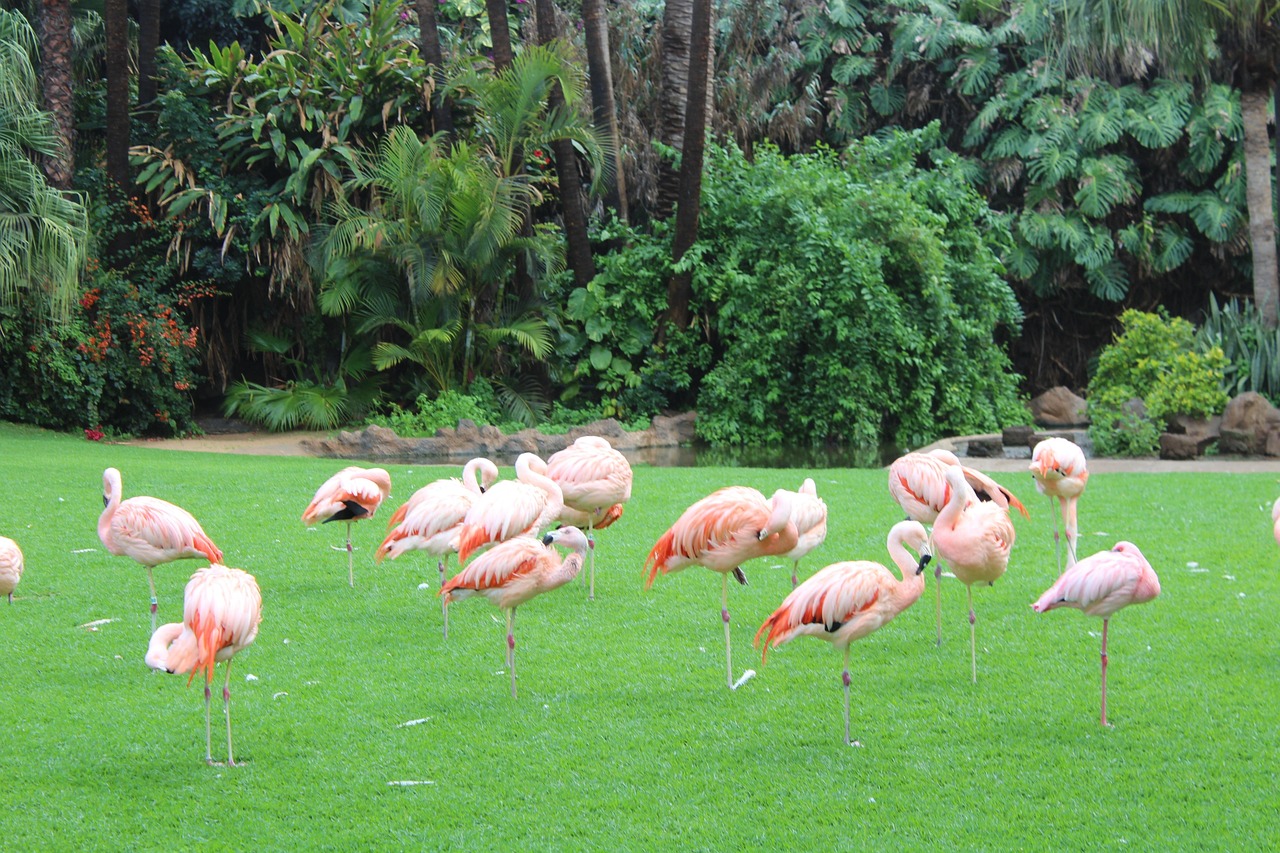 Flamingo Animal Pink - Free photo on Pixabay