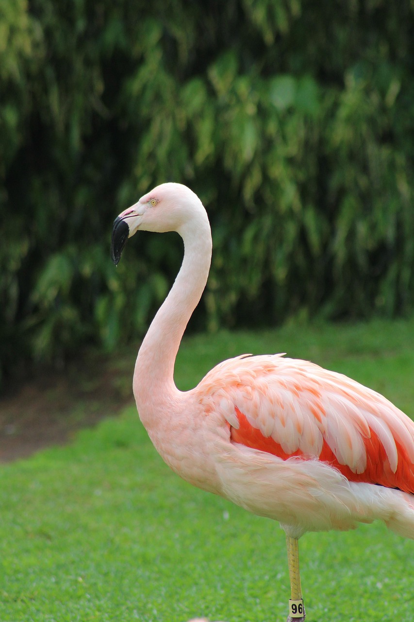Flamant Rose Animal - Photo gratuite sur Pixabay - Pixabay