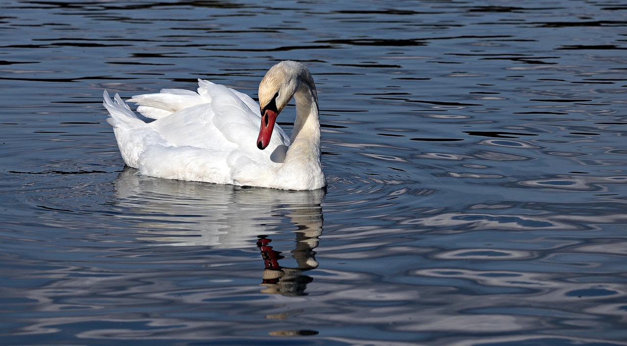 50,000+ Free 4K Wallpaper Swan & Beautiful Wallpaper Images - Pixabay