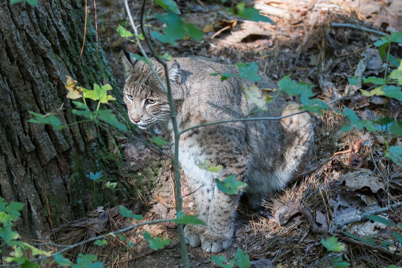 60+ HD Bobcat Pictures & Images for Free - Pixabay