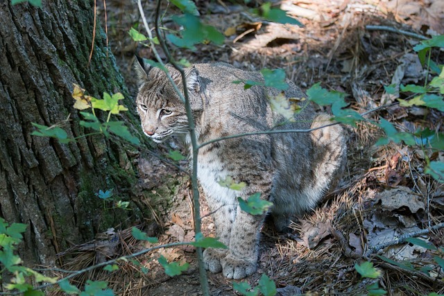 Bobcat Wildlife - Free photo on Pixabay - Pixabay