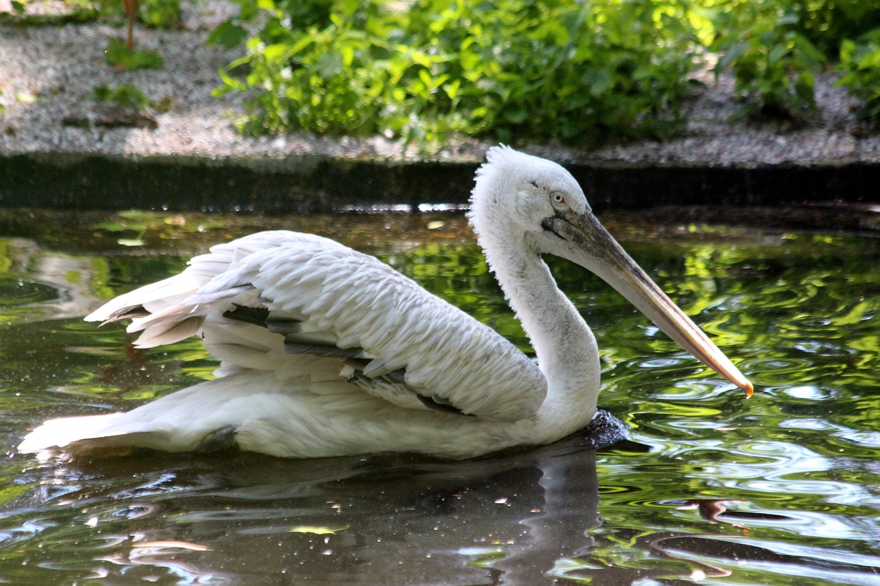 Pelícano Pájaro Agua - Foto gratis en Pixabay - Pixabay