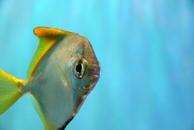 Monodactylus Silver Fish - Free photo on Pixabay - Pixabay