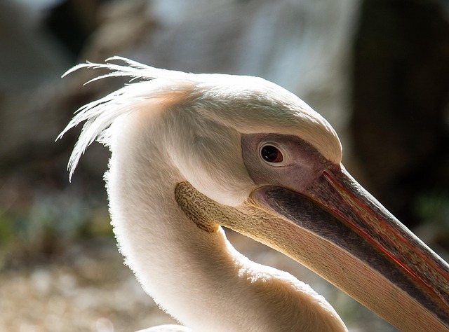 Pelicano Pássaro Animal Animais - Foto gratuita no Pixabay - Pixabay