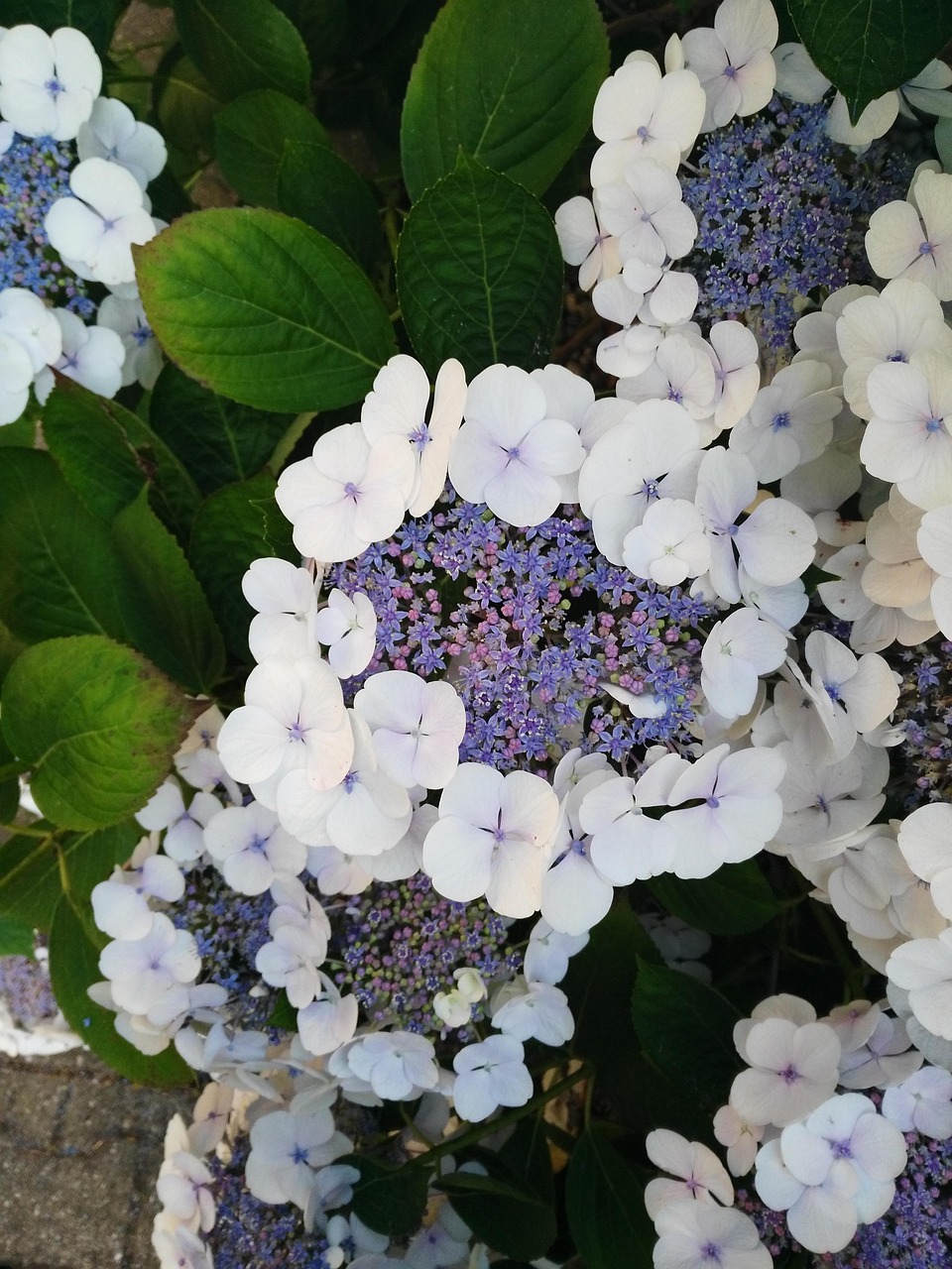 Hydrangea Bunga Ungu - Foto gratis di Pixabay - Pixabay