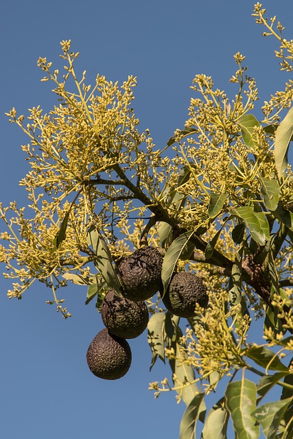 Hass Avocado Blossom Flowers - Free photo on Pixabay - Pixabay