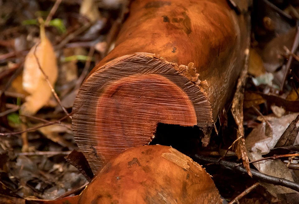 Wood Branch Tree - Free photo on Pixabay - Pixabay