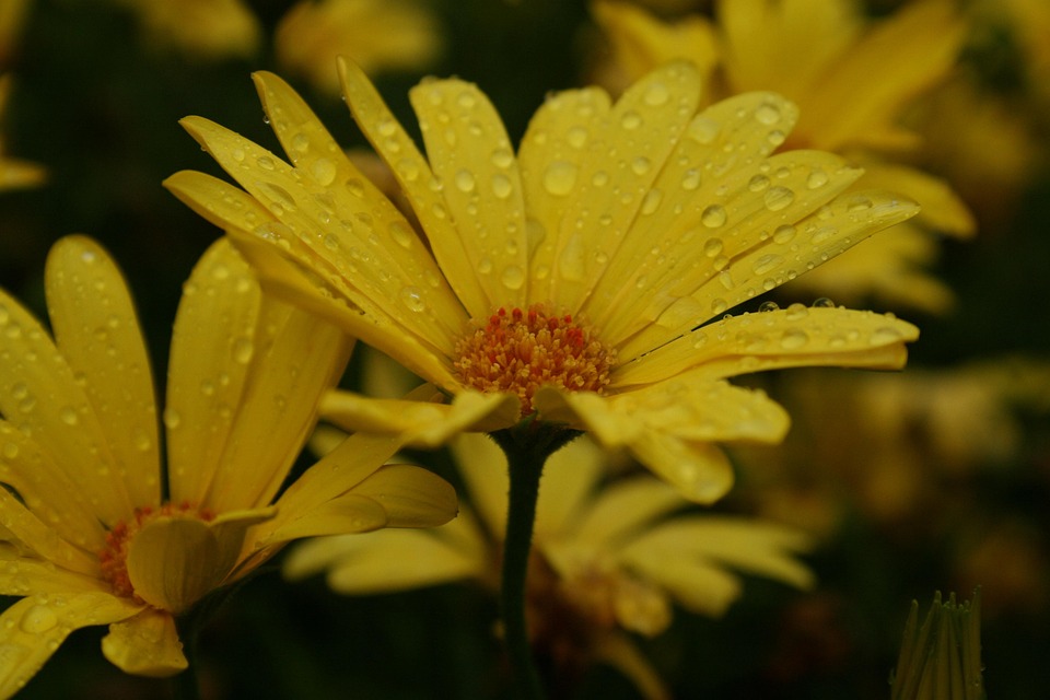 Flower Yellow Raindrops - Free photo on Pixabay - Pixabay