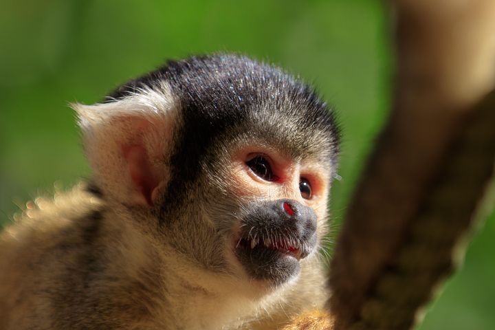 300+ kostenlose Äffchen & Affe Fotos - Pixabay