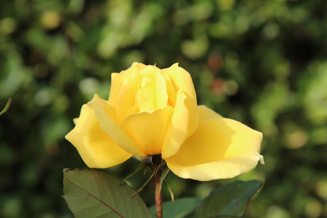 Rosal Rosa Amarilla Botón De - Foto gratis en Pixabay - Pixabay
