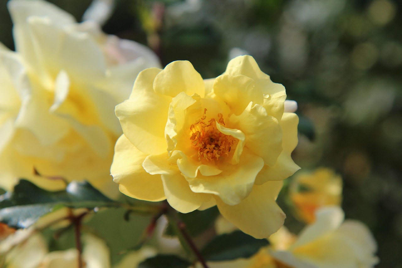 Mawar Kuning Merah Muda Bersemi - Foto gratis di Pixabay - Pixabay