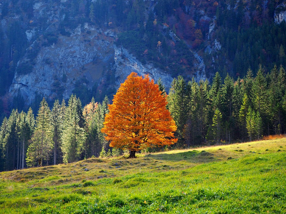 Nature Tree Maple - Free photo on Pixabay