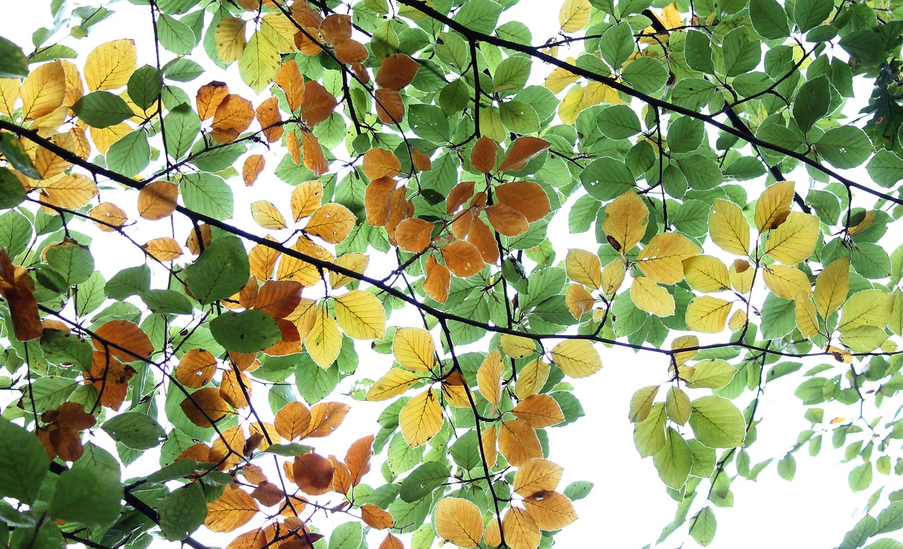 Foliage Leaves Tree - Free photo on Pixabay